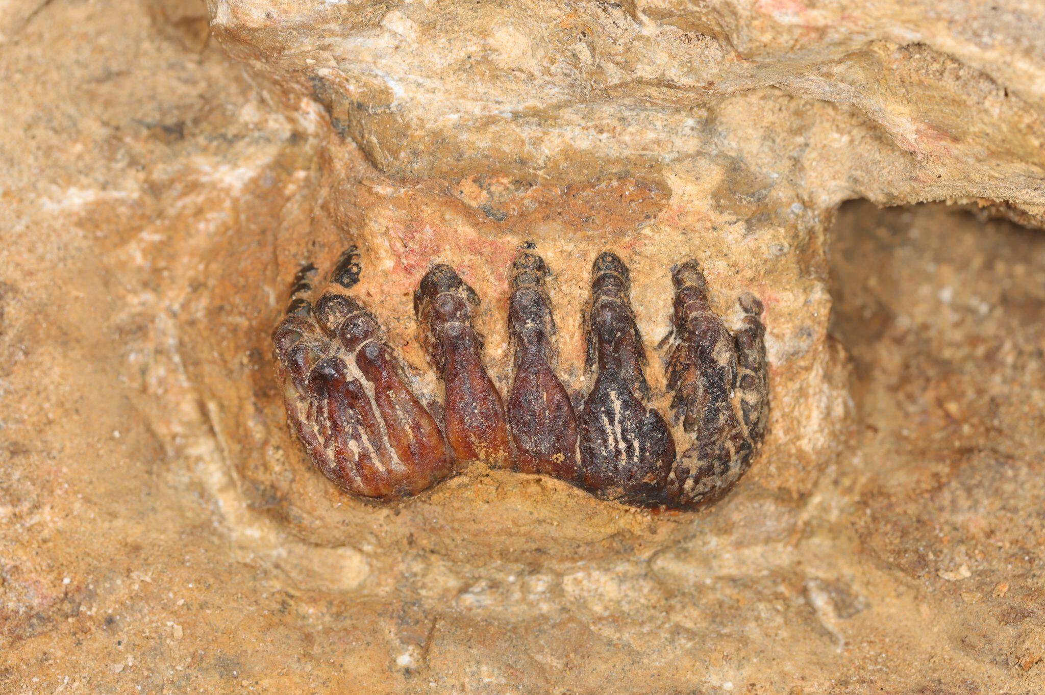 UM Scientists Disvover First Ancient Elephant Fossil in Malaysia | The ...