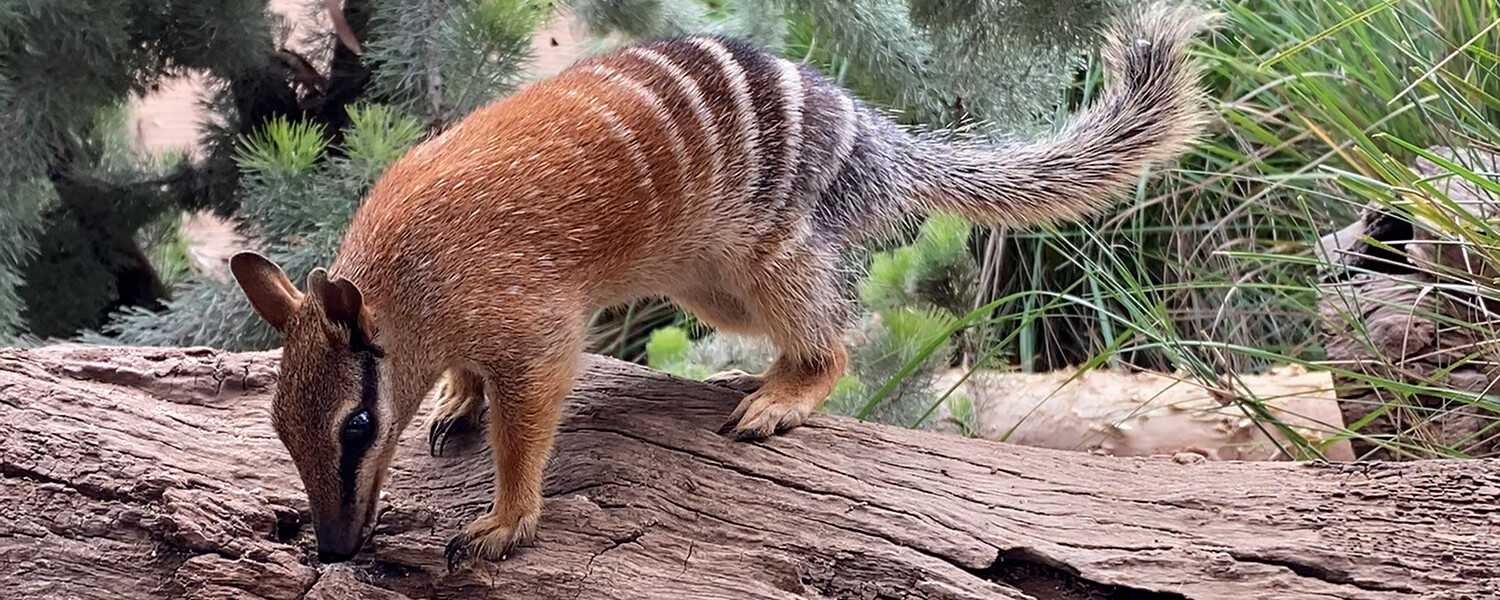 Scientists map numbat DNA with help of Perth Zoo | The World Education ...