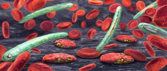 New research sheds light on how malaria parasites adapt to their human ...